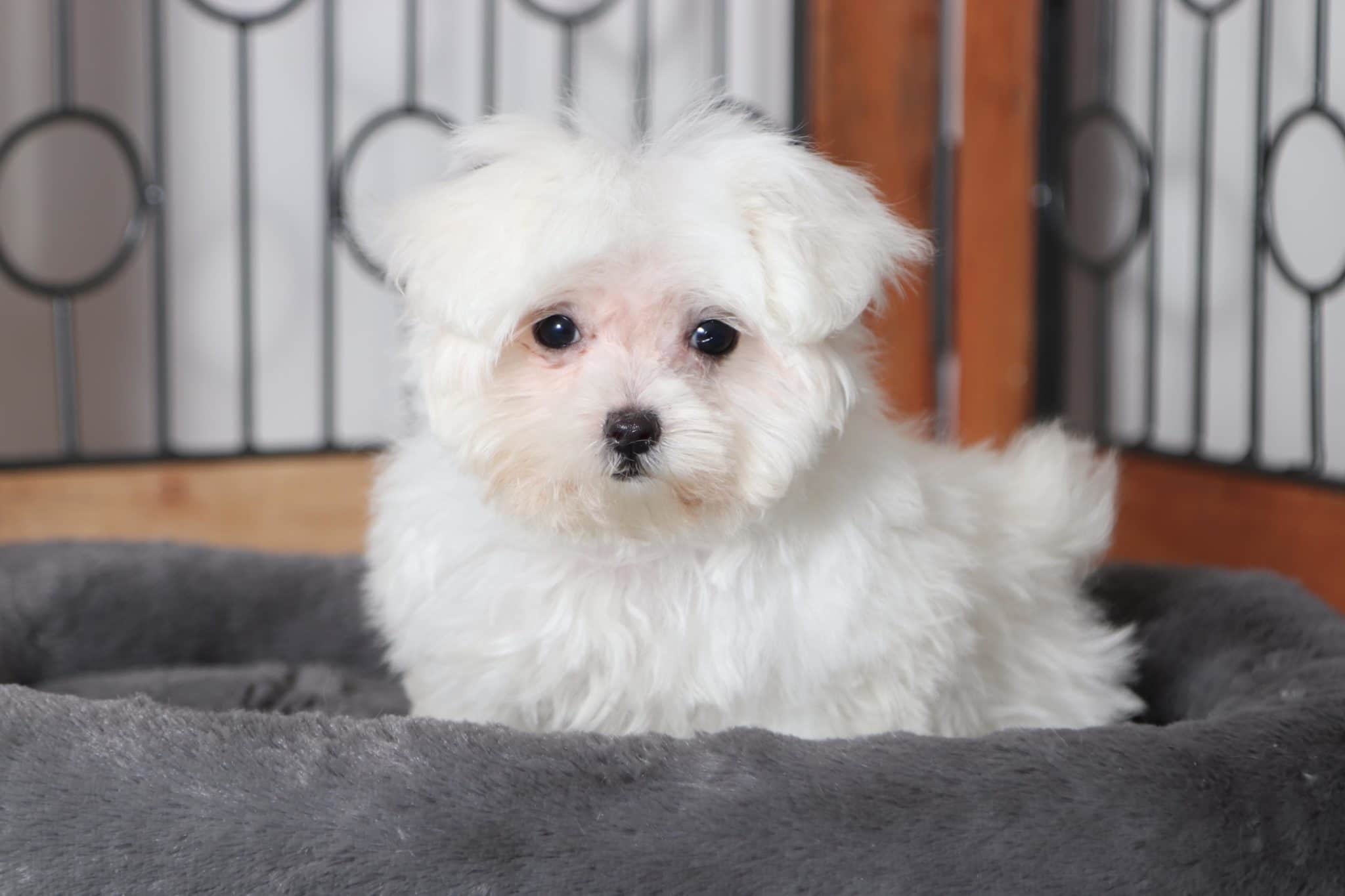 Misty Precious MICRO TEACUP Maltese Puppy - Puppies Online
