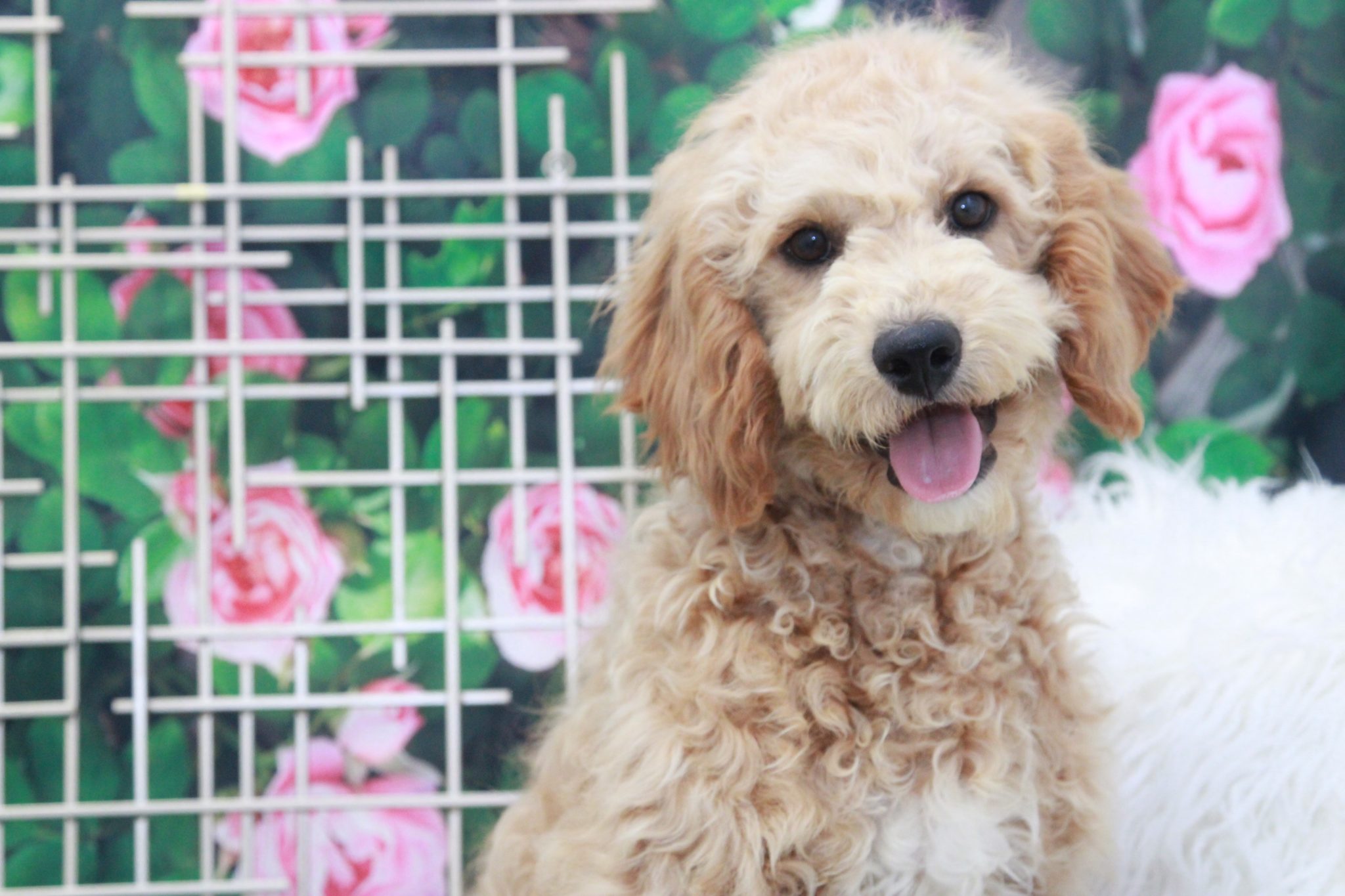 Mitch - Perfect Male Cavapoo Puppy - Puppies Online