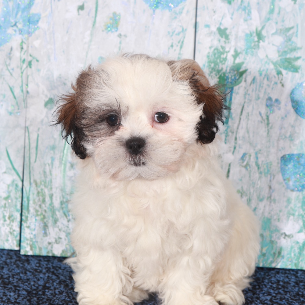 Mitzy - Darling female Teddy Bear - Puppies Online