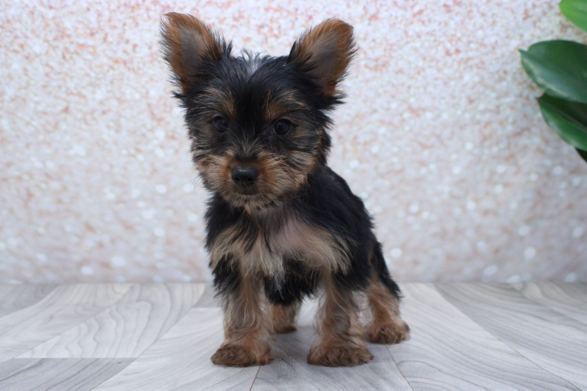 Mouse- Handsome ICA Male Yorkie Puppy - Puppies Online