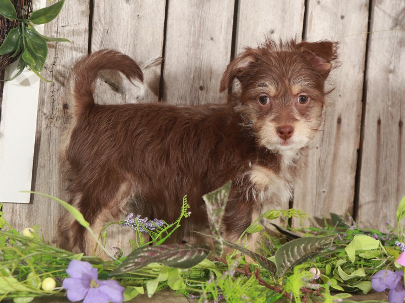 Nala - Sweet Female Cheenese - Puppies Online
