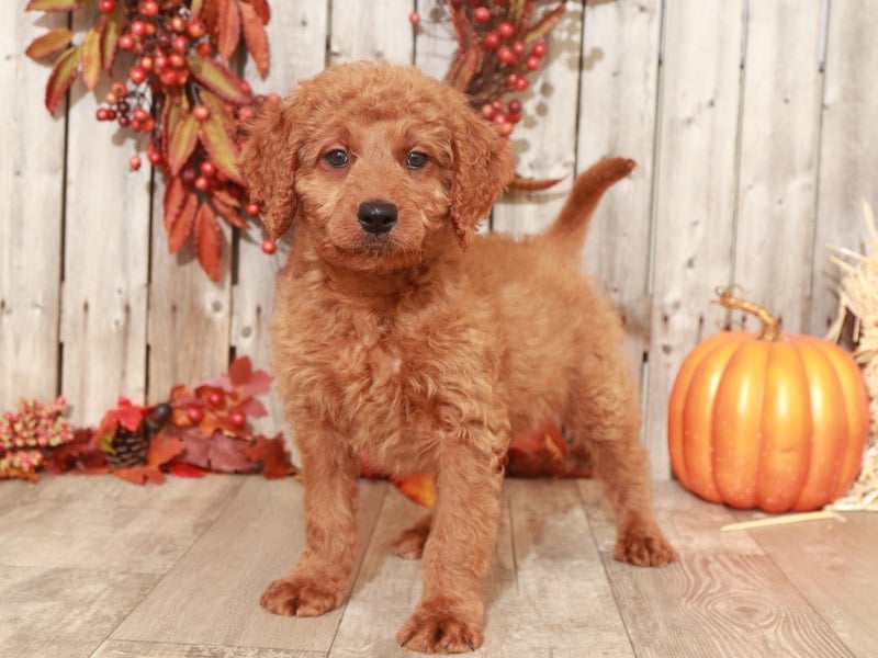 Nash - Cute Mini Goldendoodle - Puppies Online
