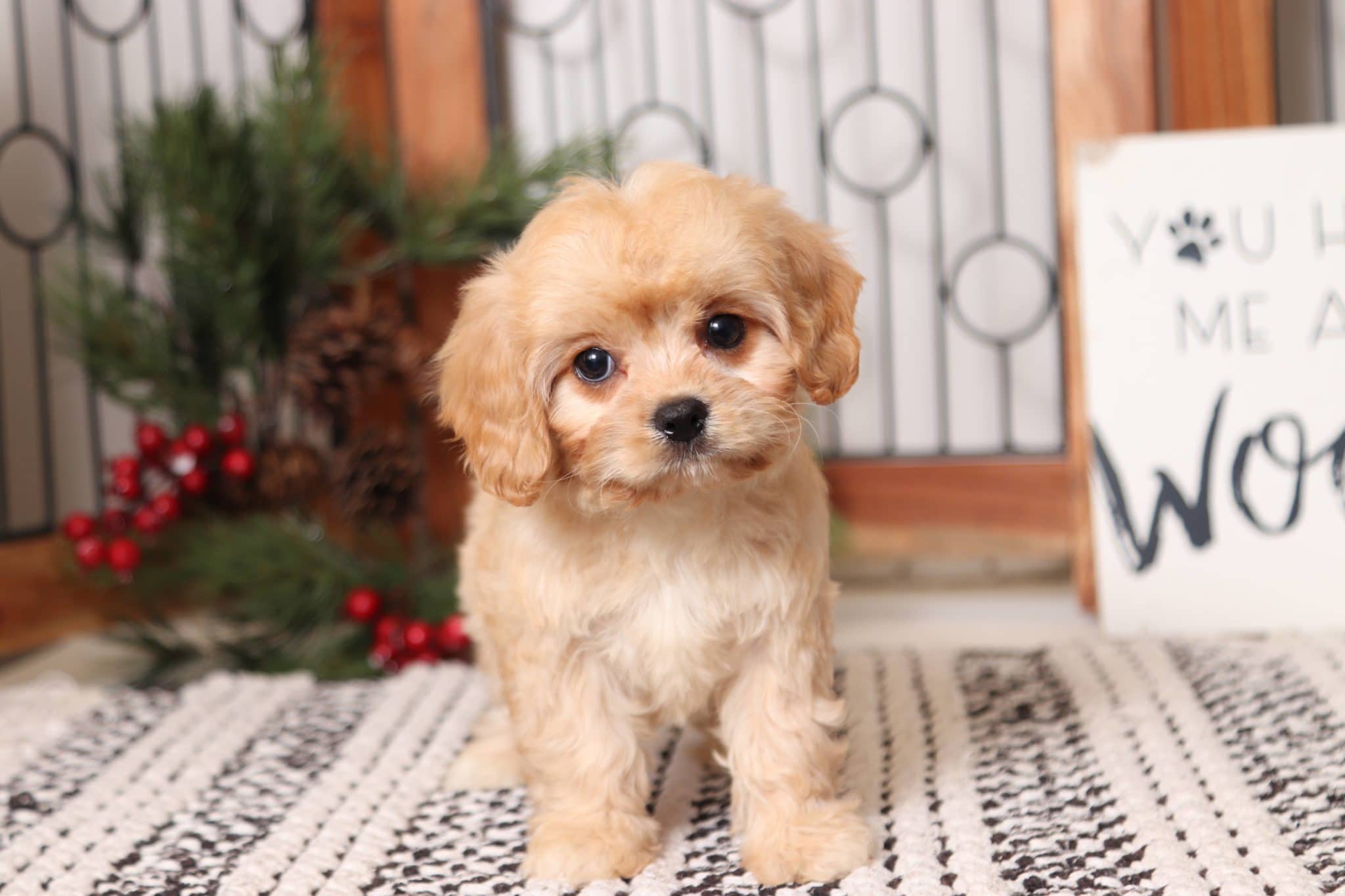 Natalie- Adorable Female Red Cavachon Puppy - Puppies Online