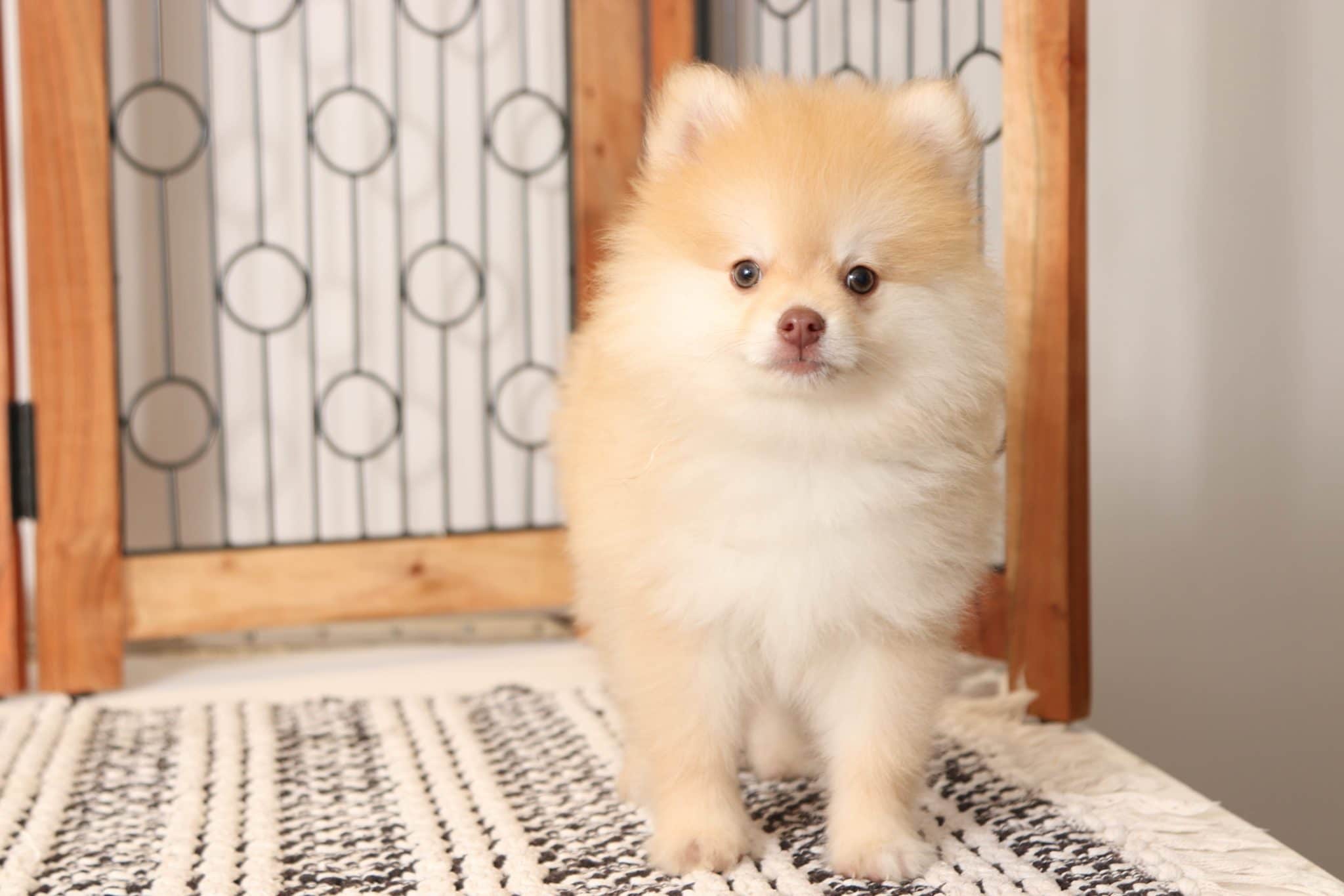 Nath - Absolute Sweetest Little Pomeranian Puppy - Puppies Online