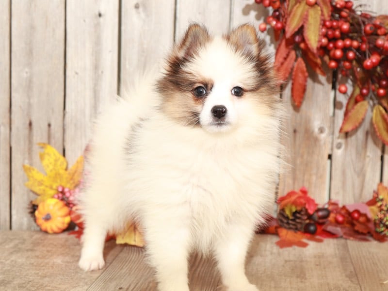Nyx - Fancy Pomeranian - Puppies Online