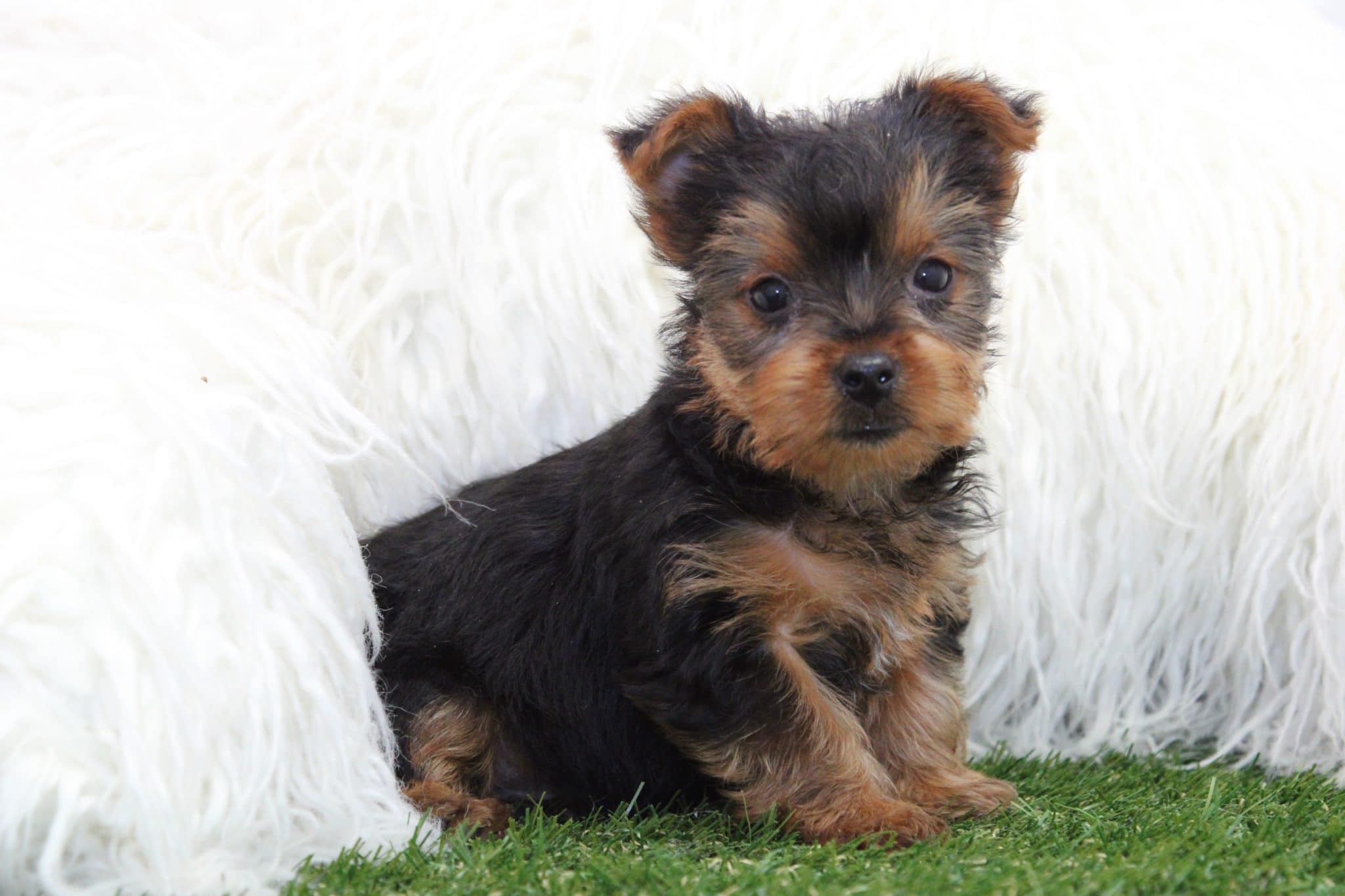 Oliver - Handsome Male Yorkie Puppy - Puppies Online