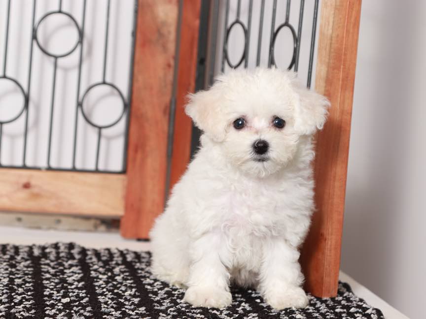 Paisley- Loving female AKC Bichon Frise Puppy - Puppies Online