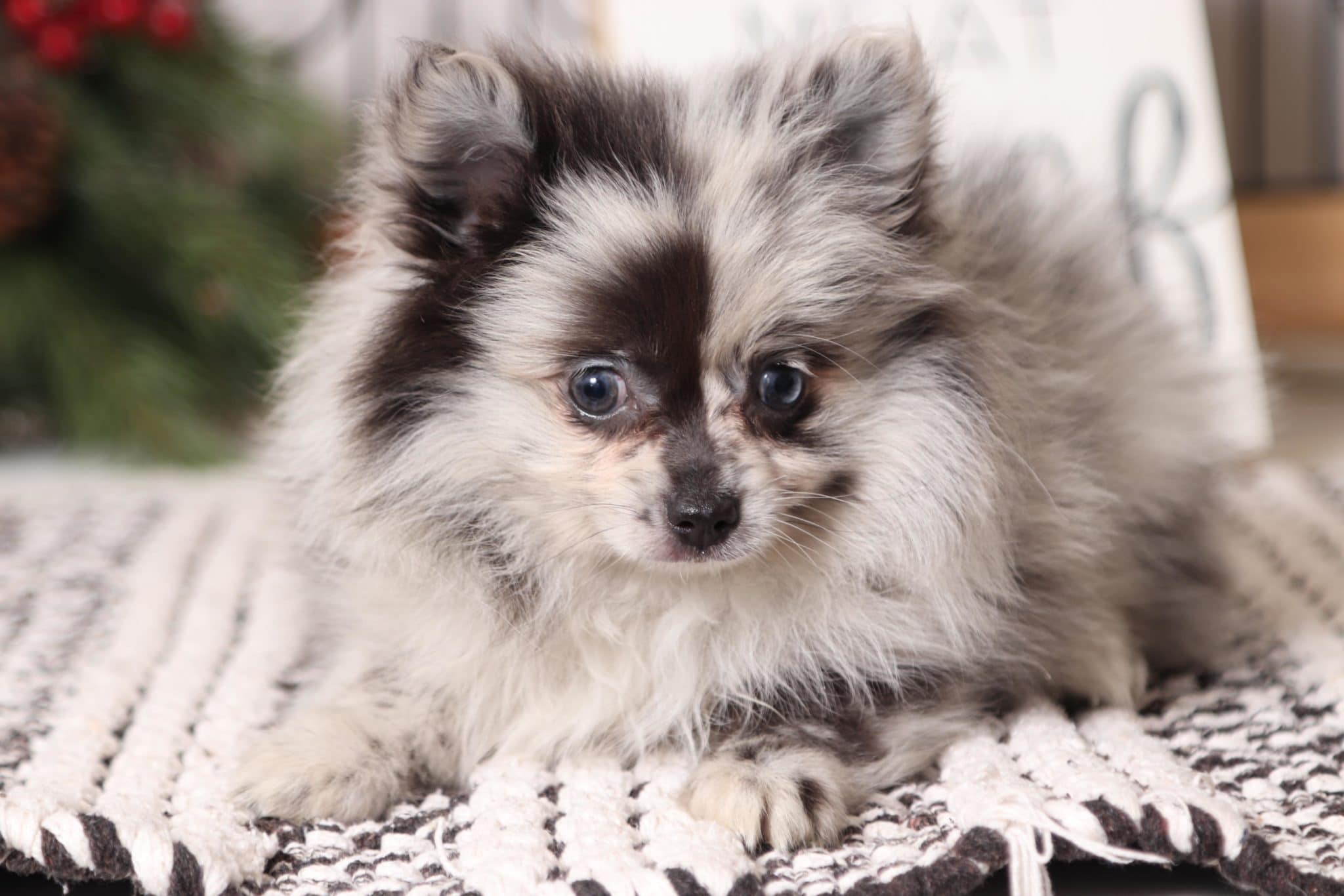 Parti - Beautiful Blue Merle Female Pomeranian Puppy - Puppies Online