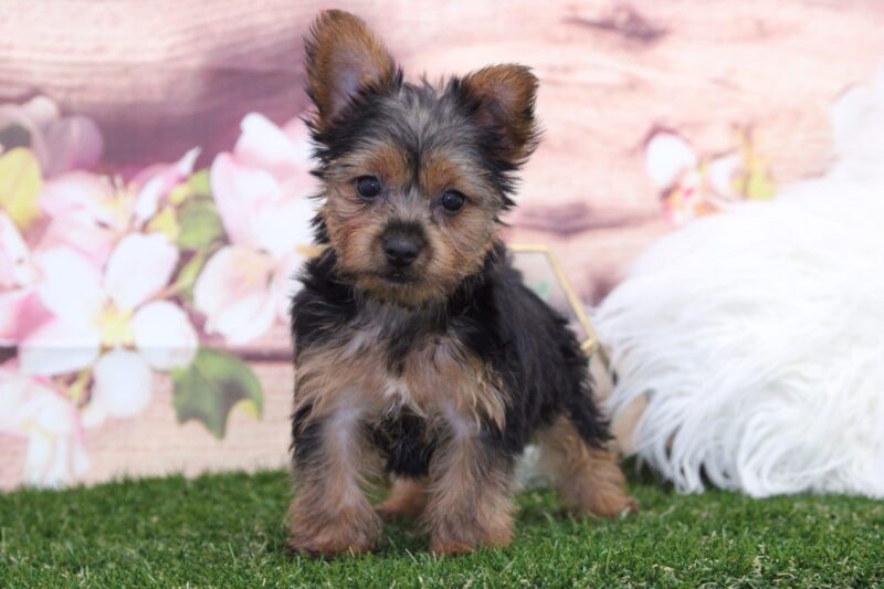 Penny- Sweet Female Teacup Yorkie Puppy - Puppies Online