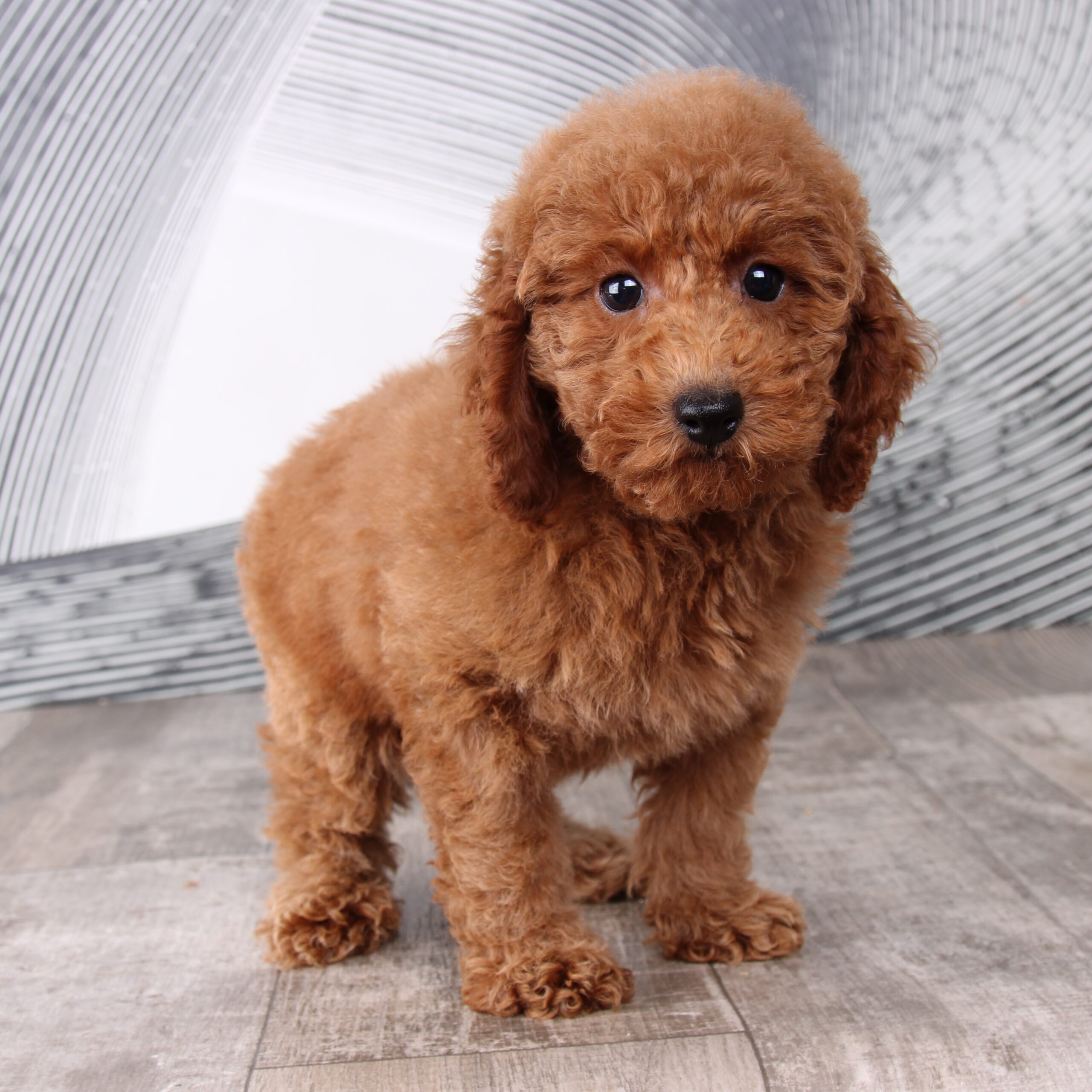 Piper - Wonderful Red AKC Female Toy Poodle Puppy - Puppies Online
