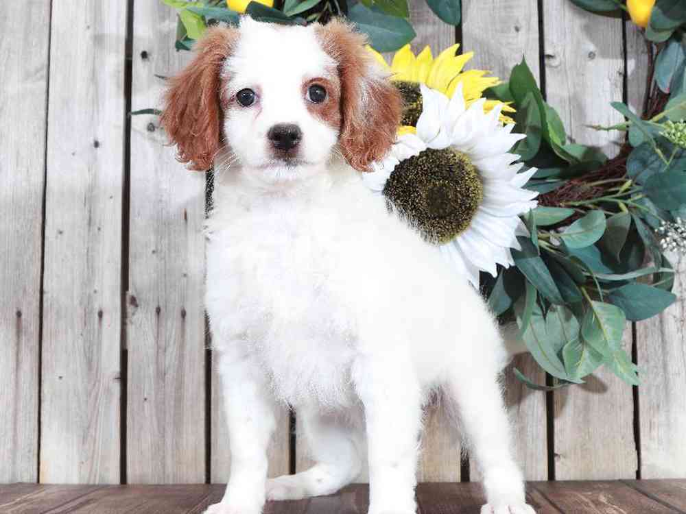 Piper - Enchanting Cavapoo - Puppies Online