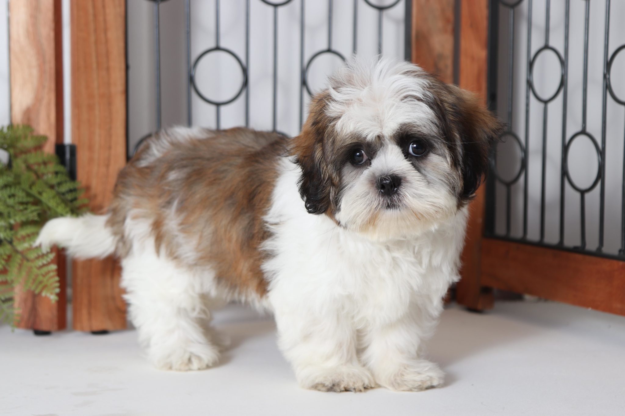 Piper - Darling Female CKC Shih Tzu Puppy - Puppies Online