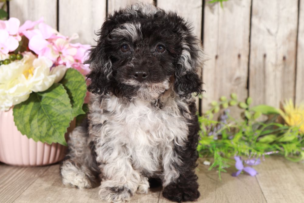 Pixie- Gorgeous Blue-Merle Poochon - Puppies Online