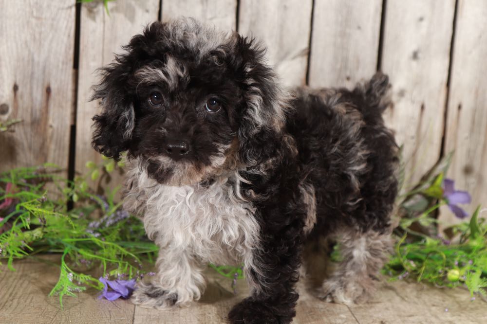Pixie- Gorgeous Blue-Merle Poochon - Puppies Online