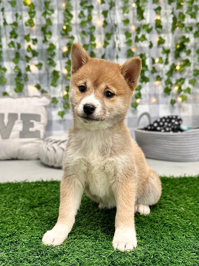 Porsche - Stunning Female Shiba-Inu Puppy - Puppies Online