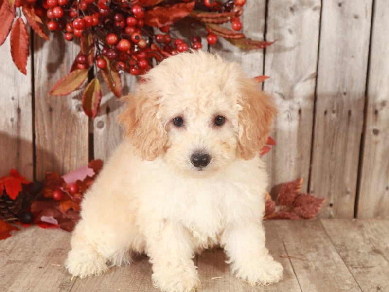 Perdita - Precious Mini Dalmadoodle - Puppies Online