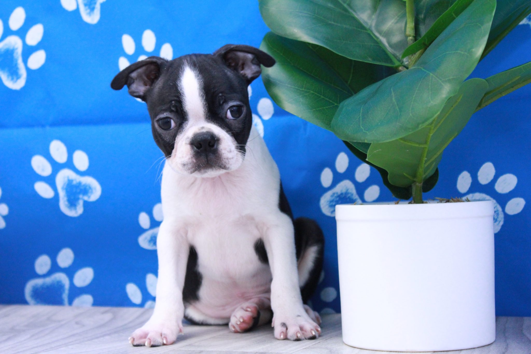 Rex - Cute ACA Male Boston Terrier Puppy - Puppies Online