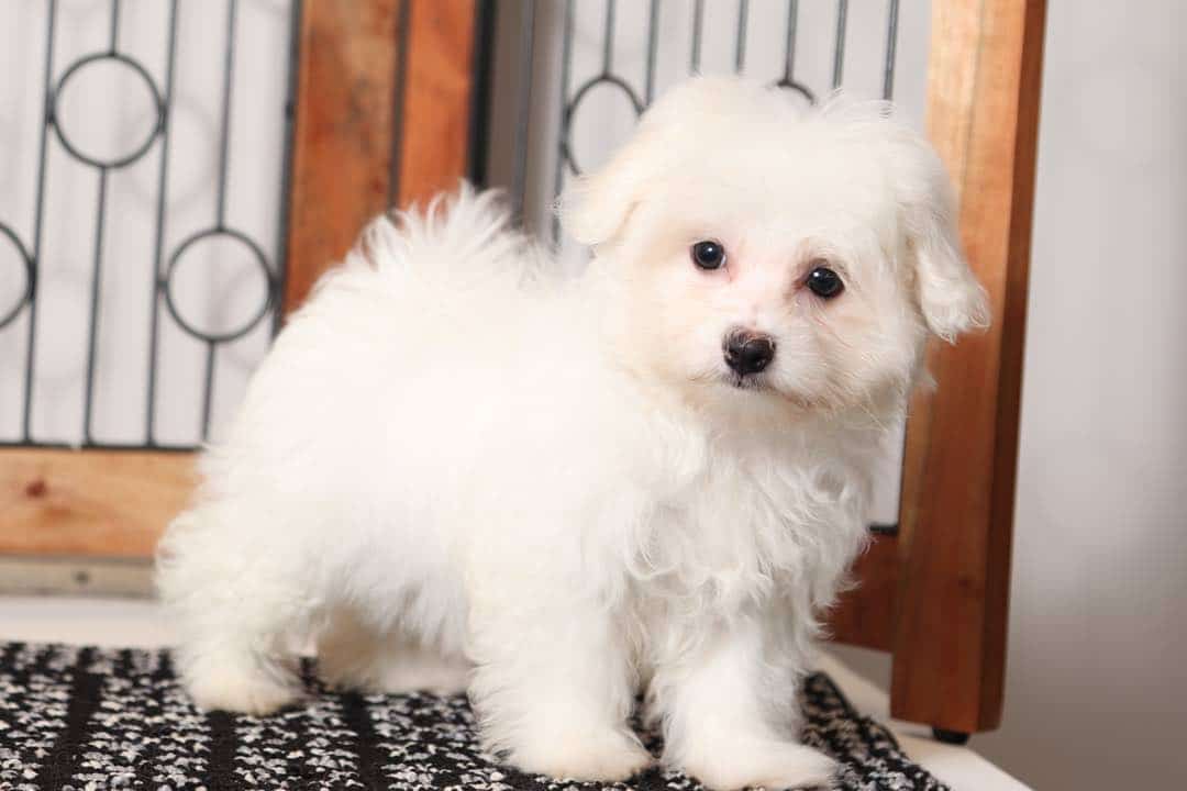 Ralph- Handsome ACA Male Maltese Puppy - Puppies Online