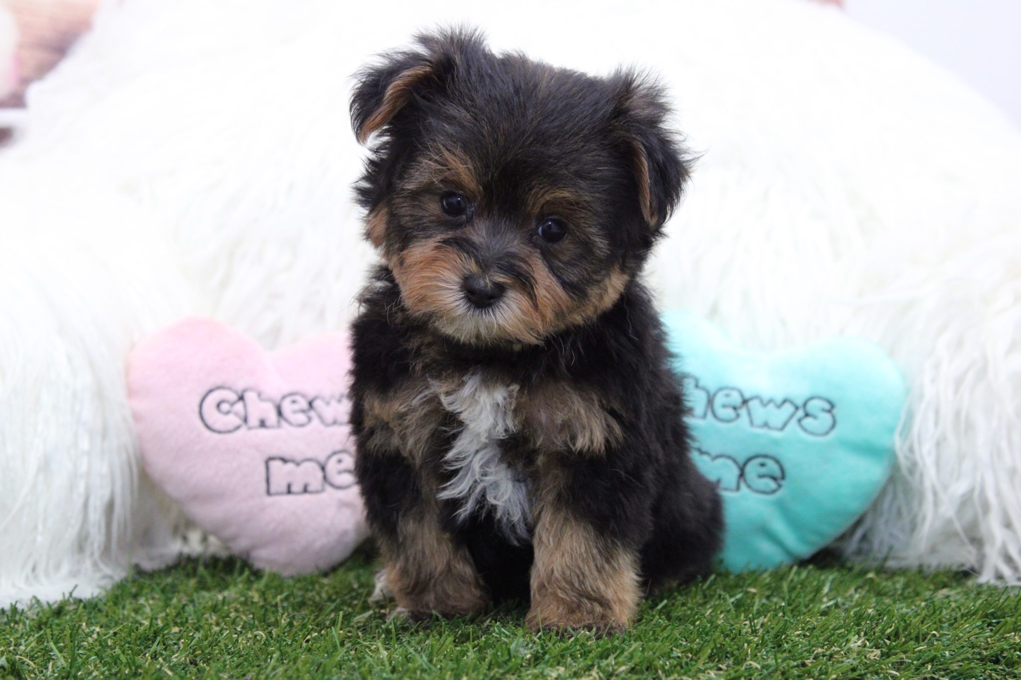 Randy- Tiny Teacup Male Yo-chon Puppy - Puppies Online