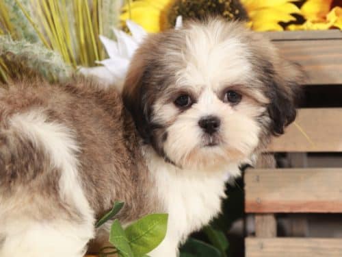 Teddy Bear Shichon Puppies for Sale | Puppies Online, OH