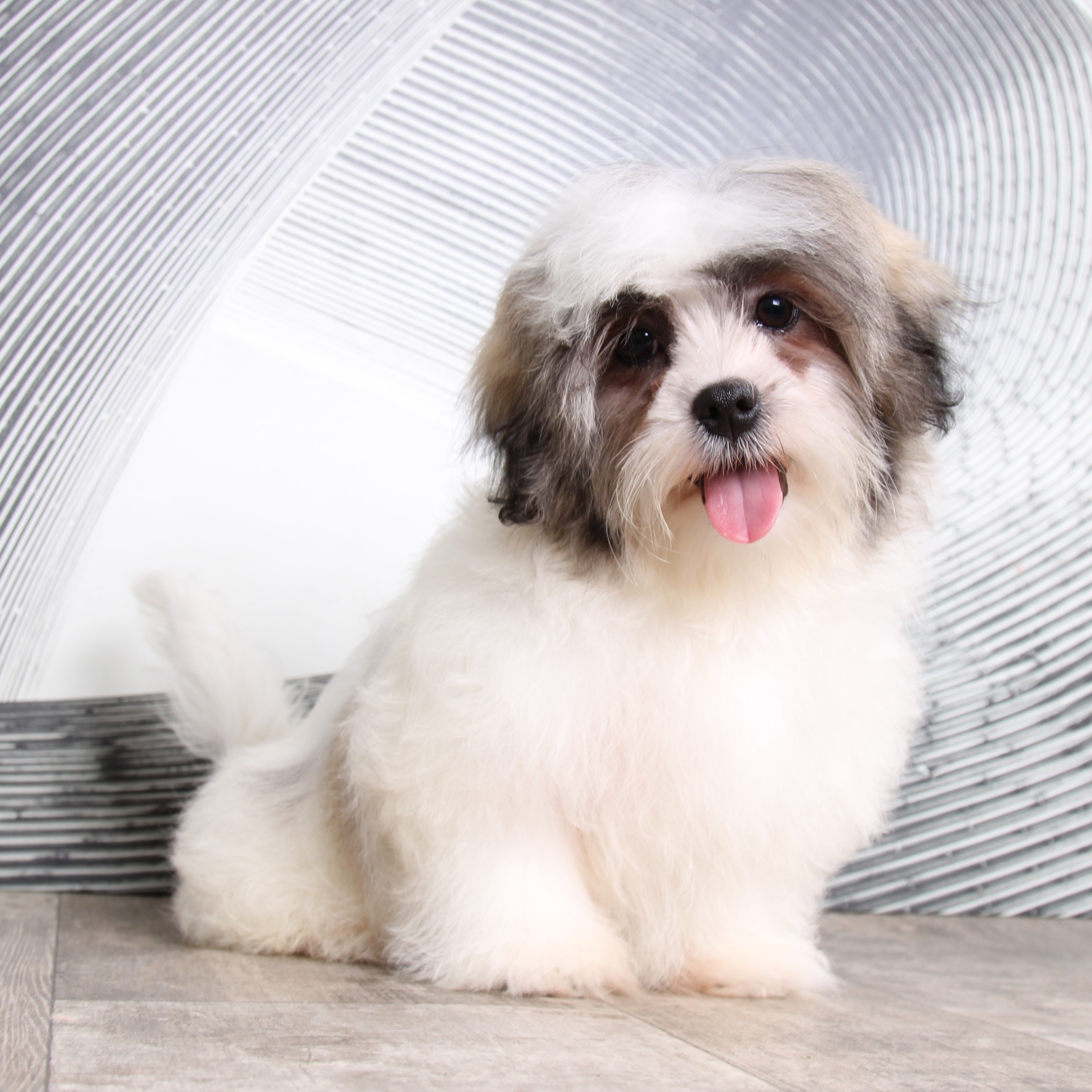 Rex- Adorable Male Malshi Puppy - Puppies Online