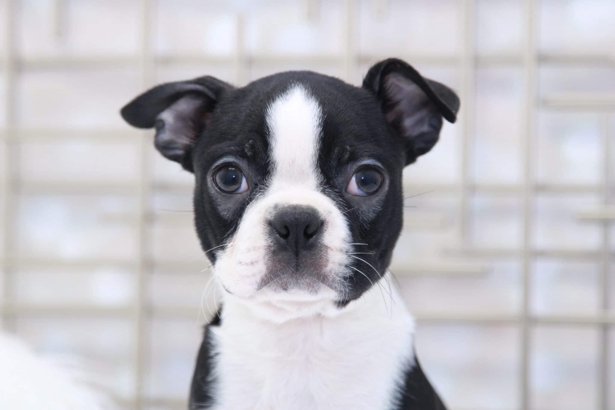 Riley- Fun Male AKC Boston Terrier Puppy - Puppies Online