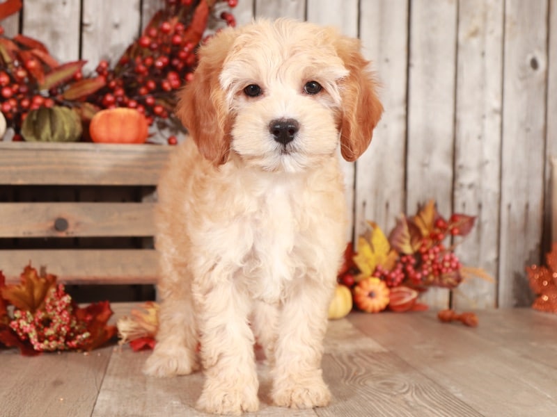 Ringo - Rockin little Cavapoo - Puppies Online