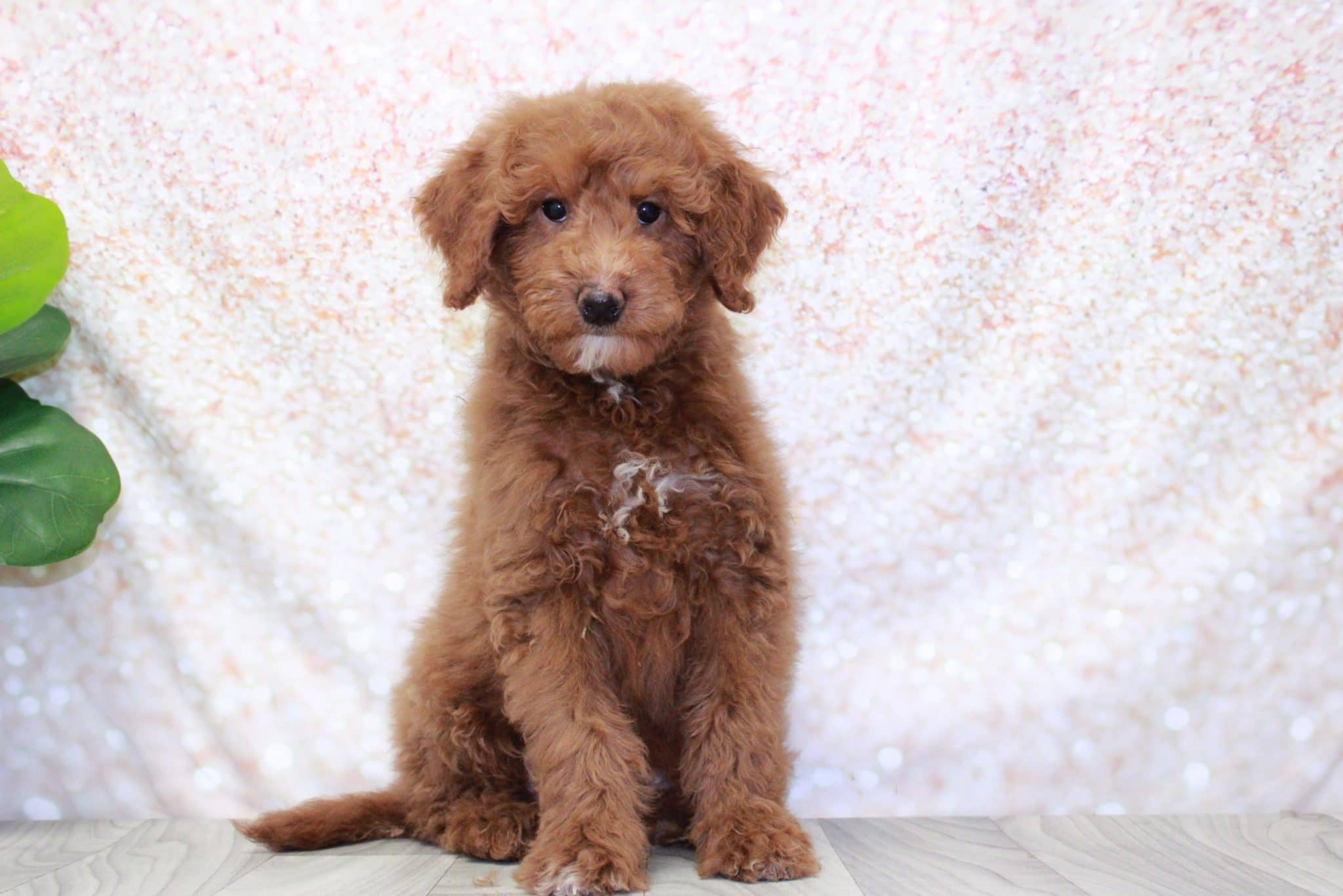 Romeo- Friendly Mini Male Goldendoodle Puppy - Puppies Online