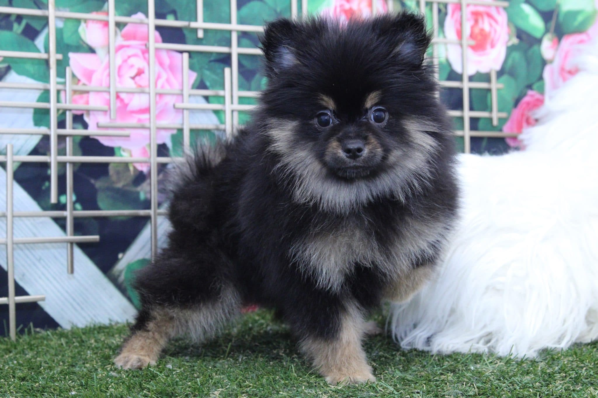 Roxy - Gorgeous Female Pomeranian Puppy - Puppies Online