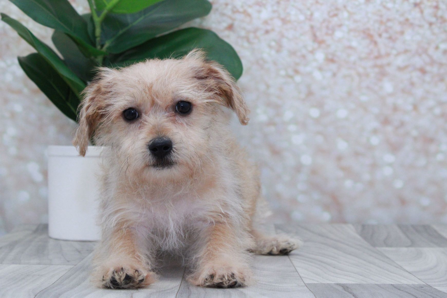 Sapphire - Good Looking Female Yochon Puppy - Puppies Online