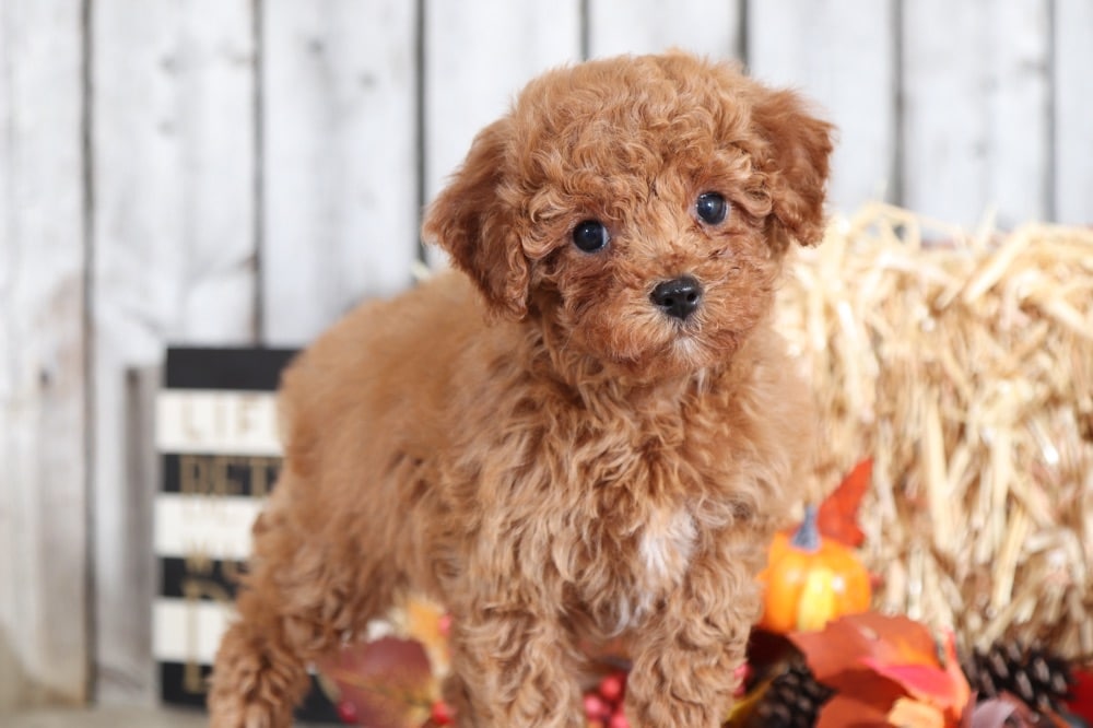 Sadie - Darling, F1B, Apricot Cavapoo - Puppies Online