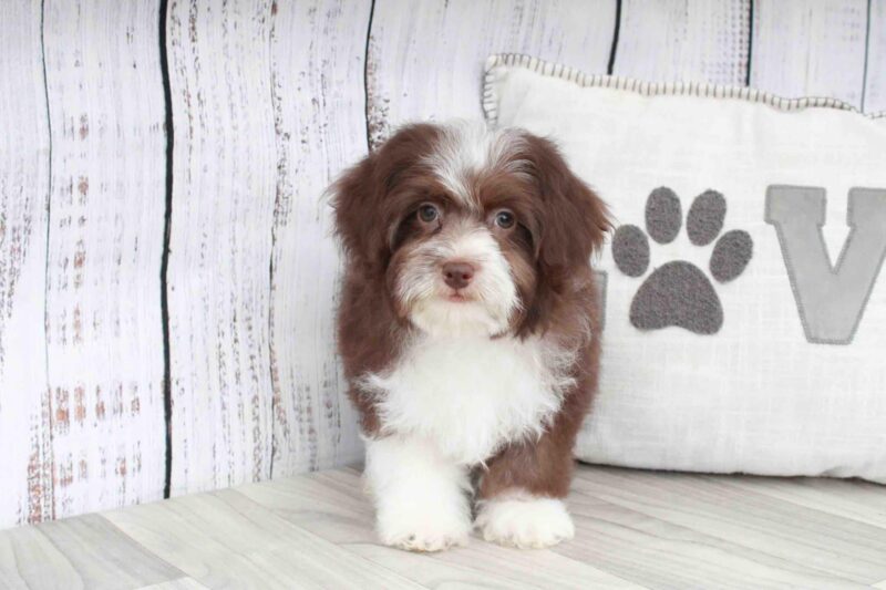 Sandra- Stunning Chocolate Female Mini Aussie-Poo Puppy - Puppies Online