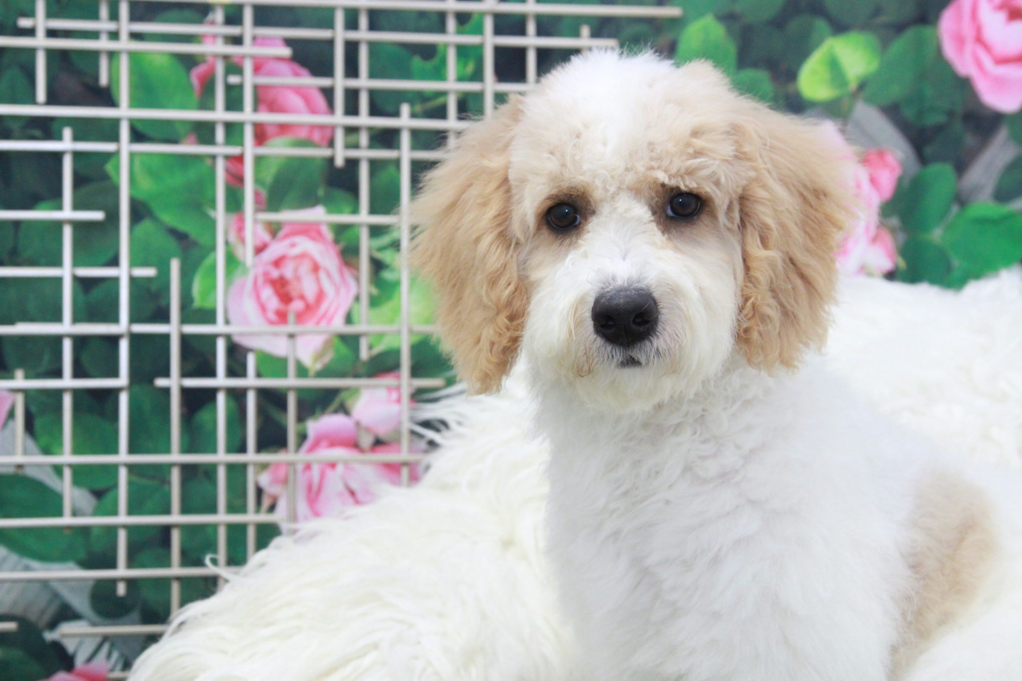 Scrappy - Perfect Male Cavapoo Puppy - Puppies Online
