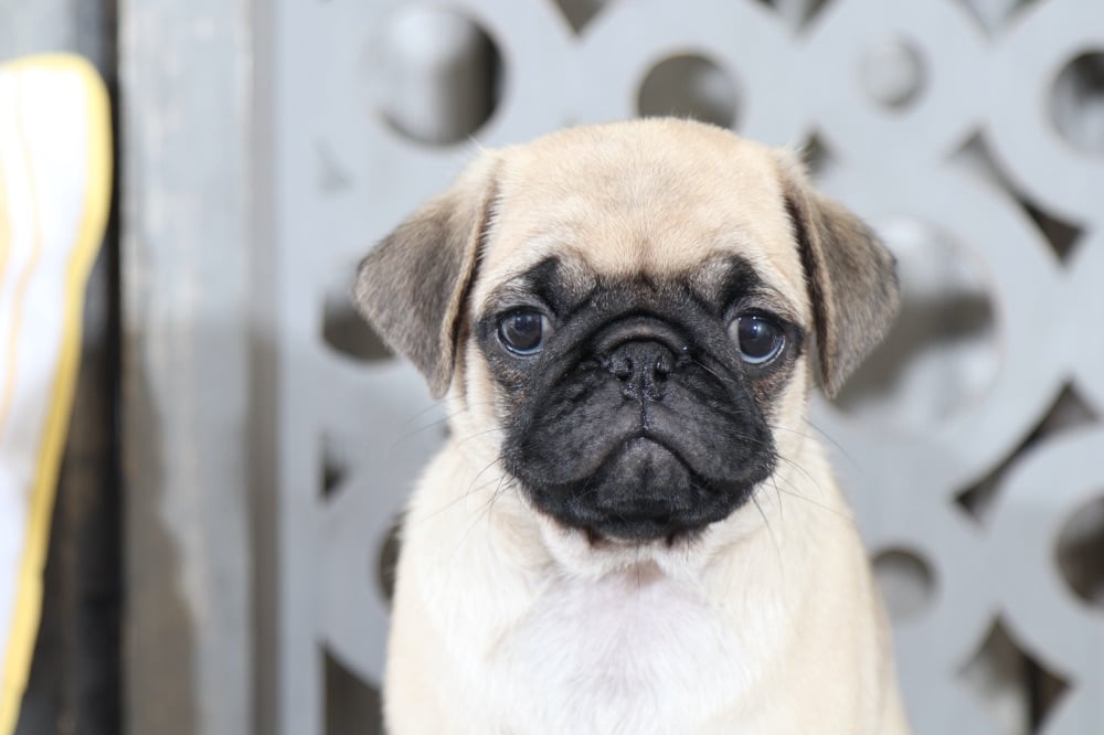 Shadow - Amazing, AKC, Pug - Puppies Online
