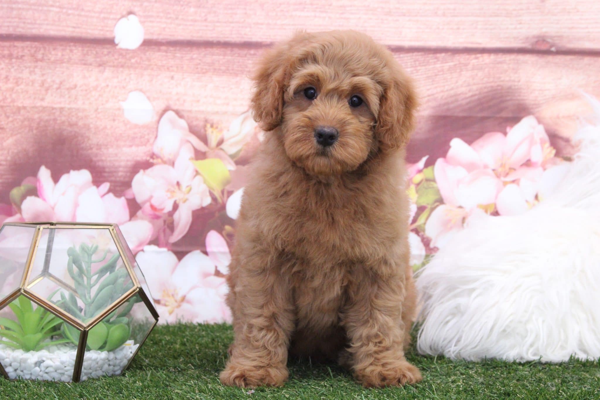 Shelly - Pretty Red Female F1B Mini Goldendoodle Puppy - Puppies Online