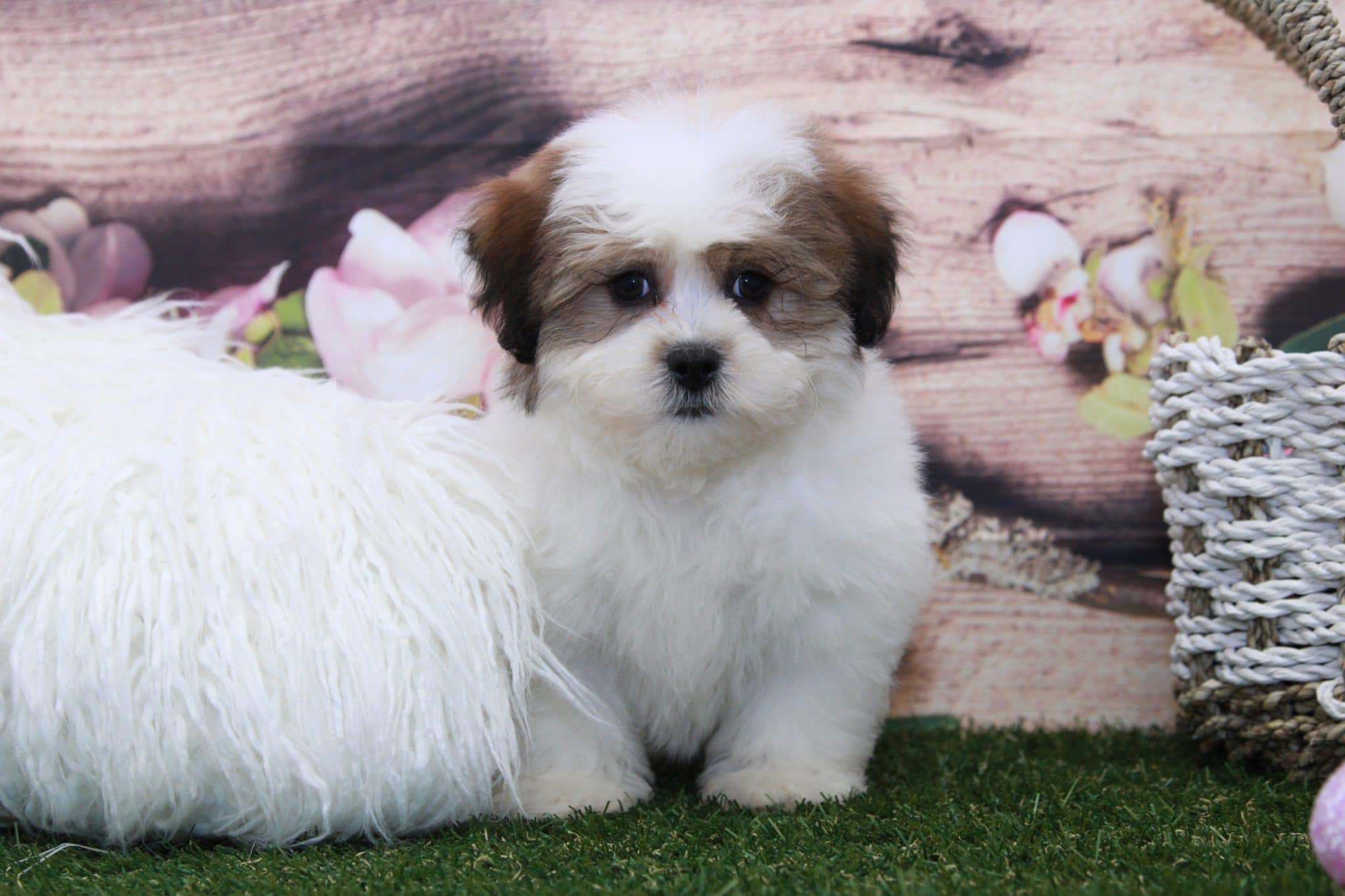 Sparky- Stunning Male Teddy Bear Puppy - Puppies Online