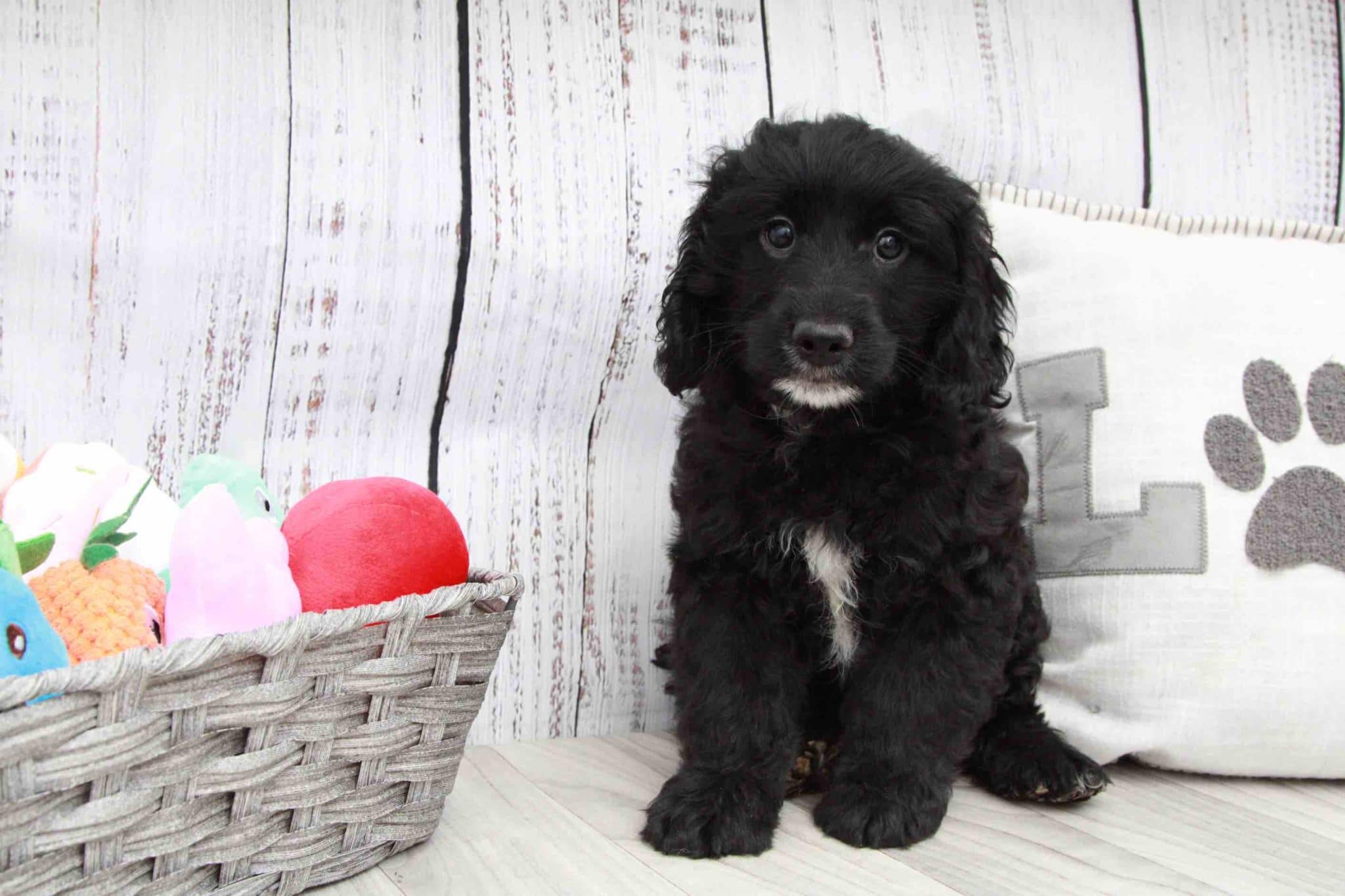 Spice- Shy Black Female F1B Mini Goldendoodle Puppy - Puppies Online