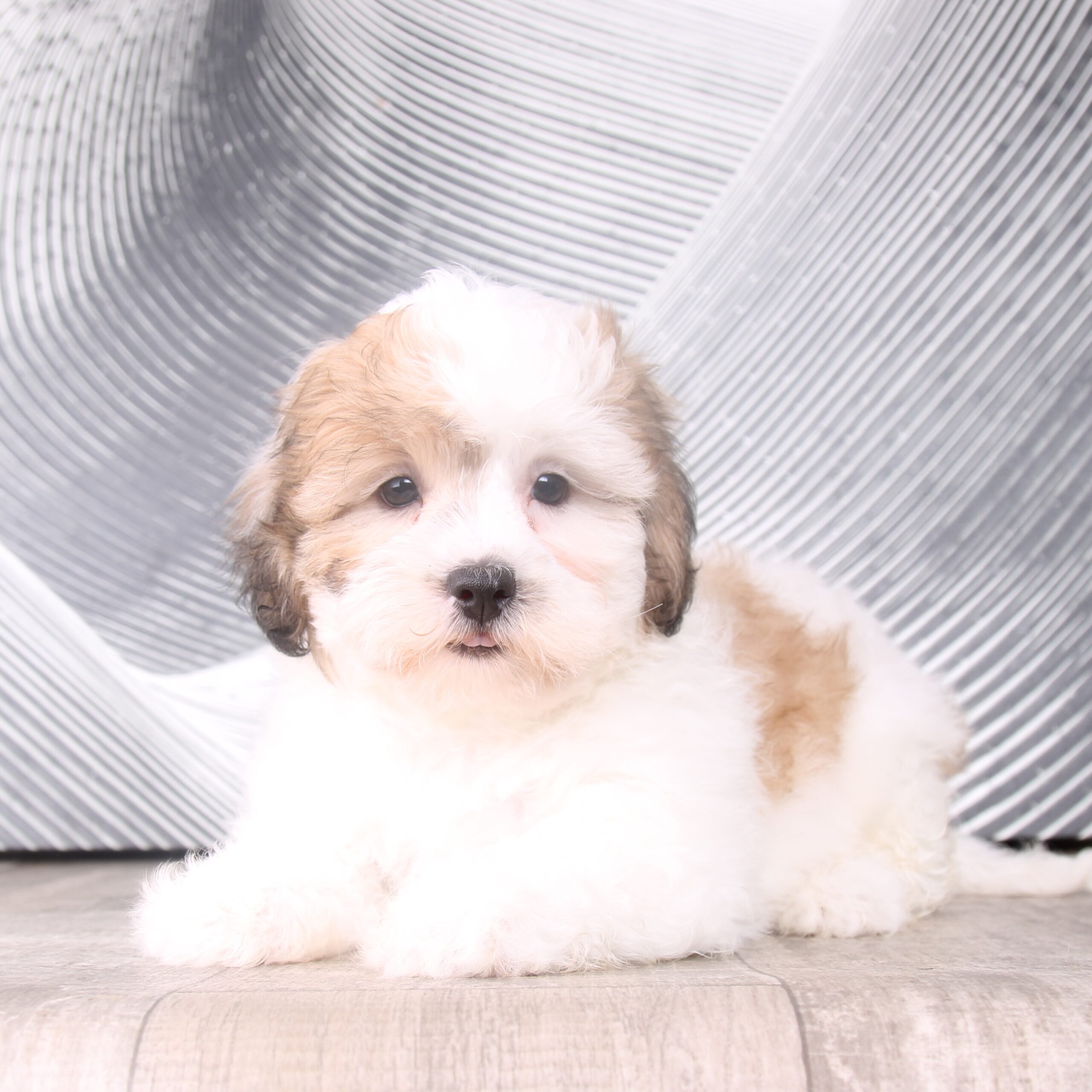 Spike - Sweet Little Male Shihpoo Puppy - Puppies Online