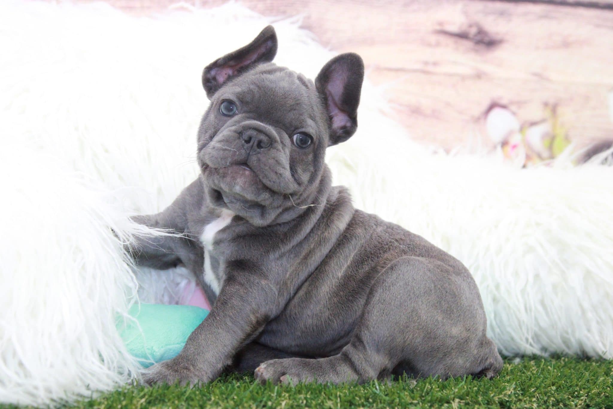 Spike- Adventurous AKC Male French Bulldog Puppy - Puppies Online