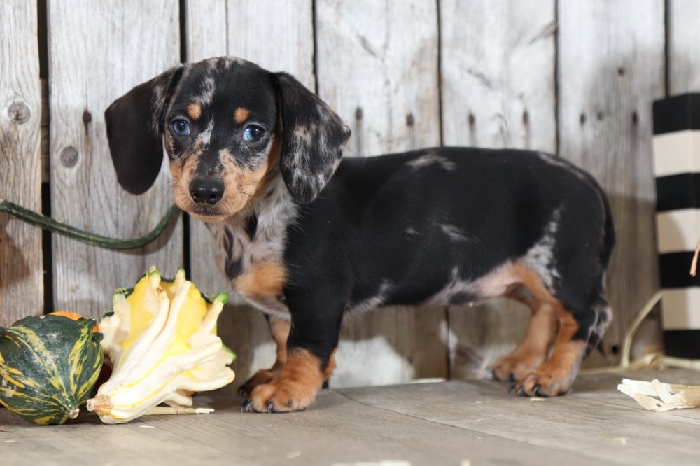 Spot - Stunning Silver Dapple Dachshund - Puppies Online