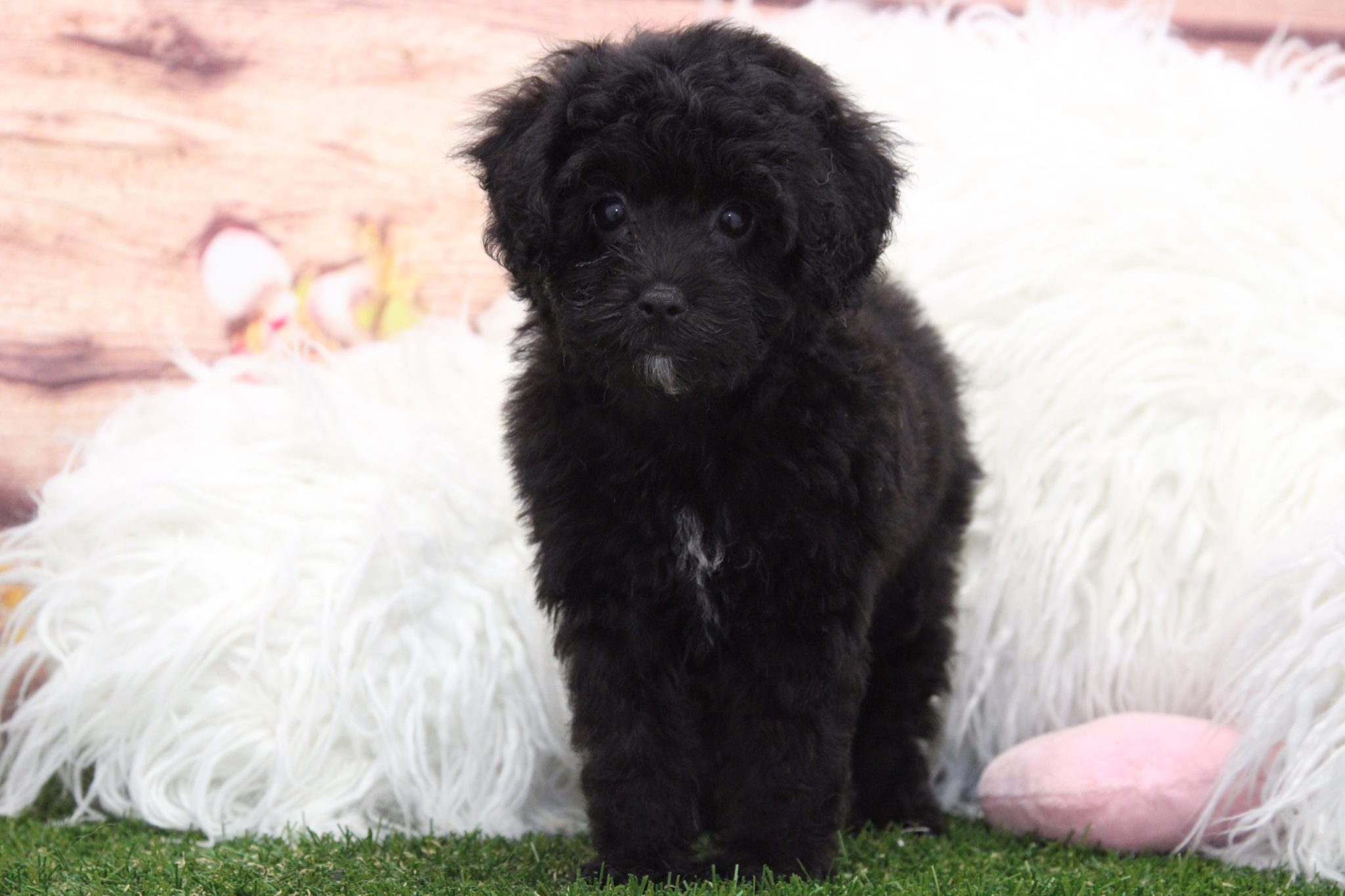 Spud - Darling Male Poodle Puppy - Puppies Online
