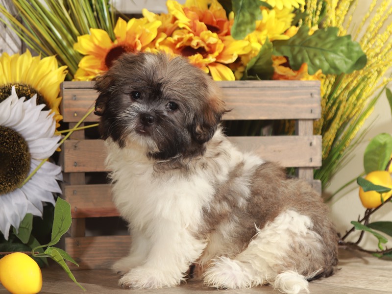 Stella- Precious Teddy Bear - Puppies Online