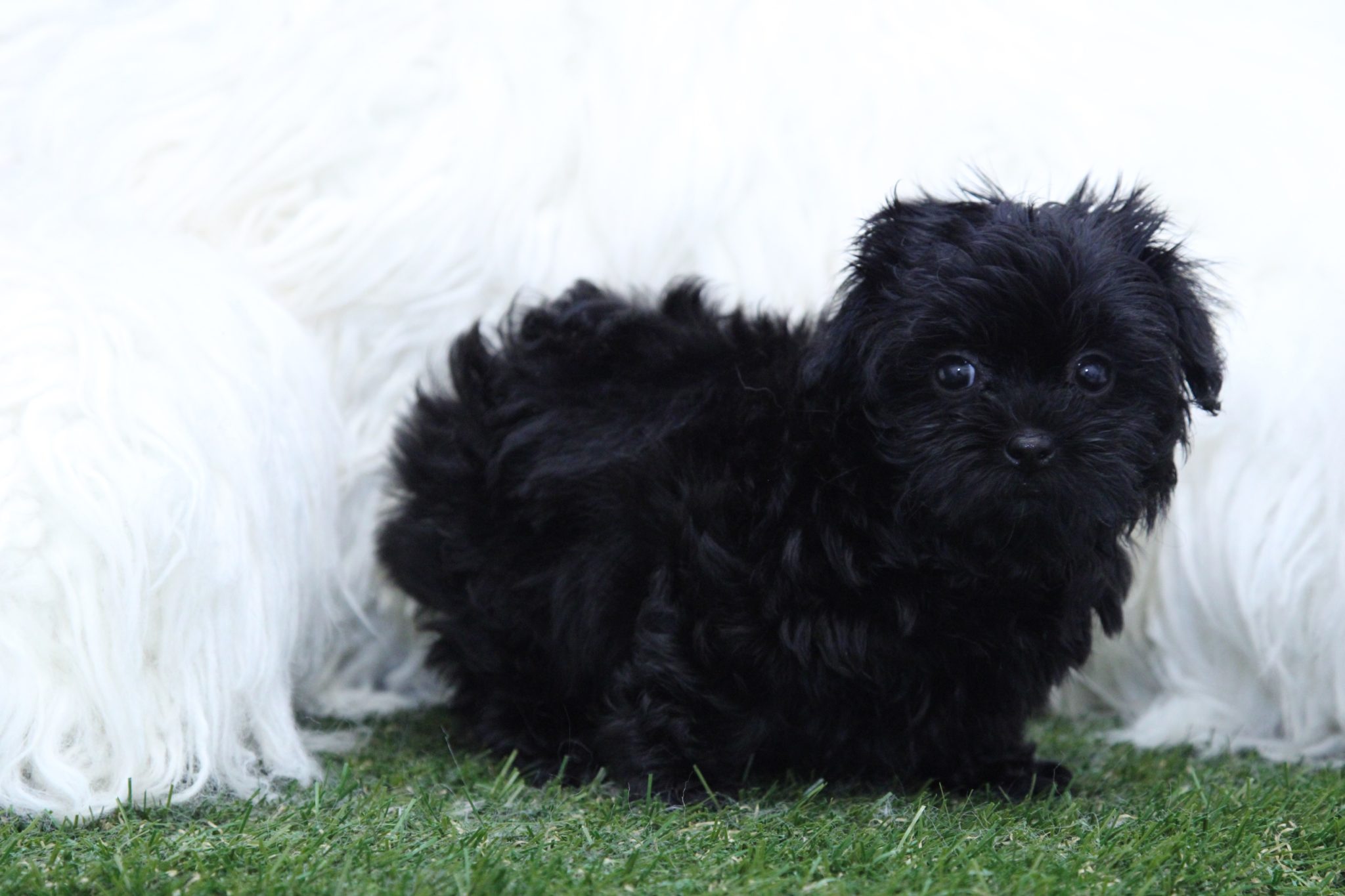 Suky - Marvelous Female Shih-Poo Puppy - Puppies Online