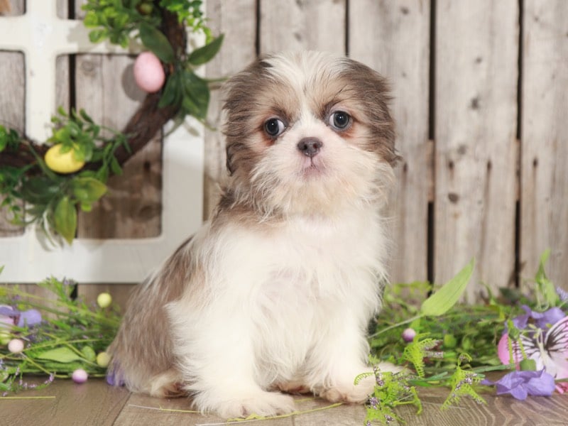 Sunflower - Beautiful Shih-tzu - Puppies Online