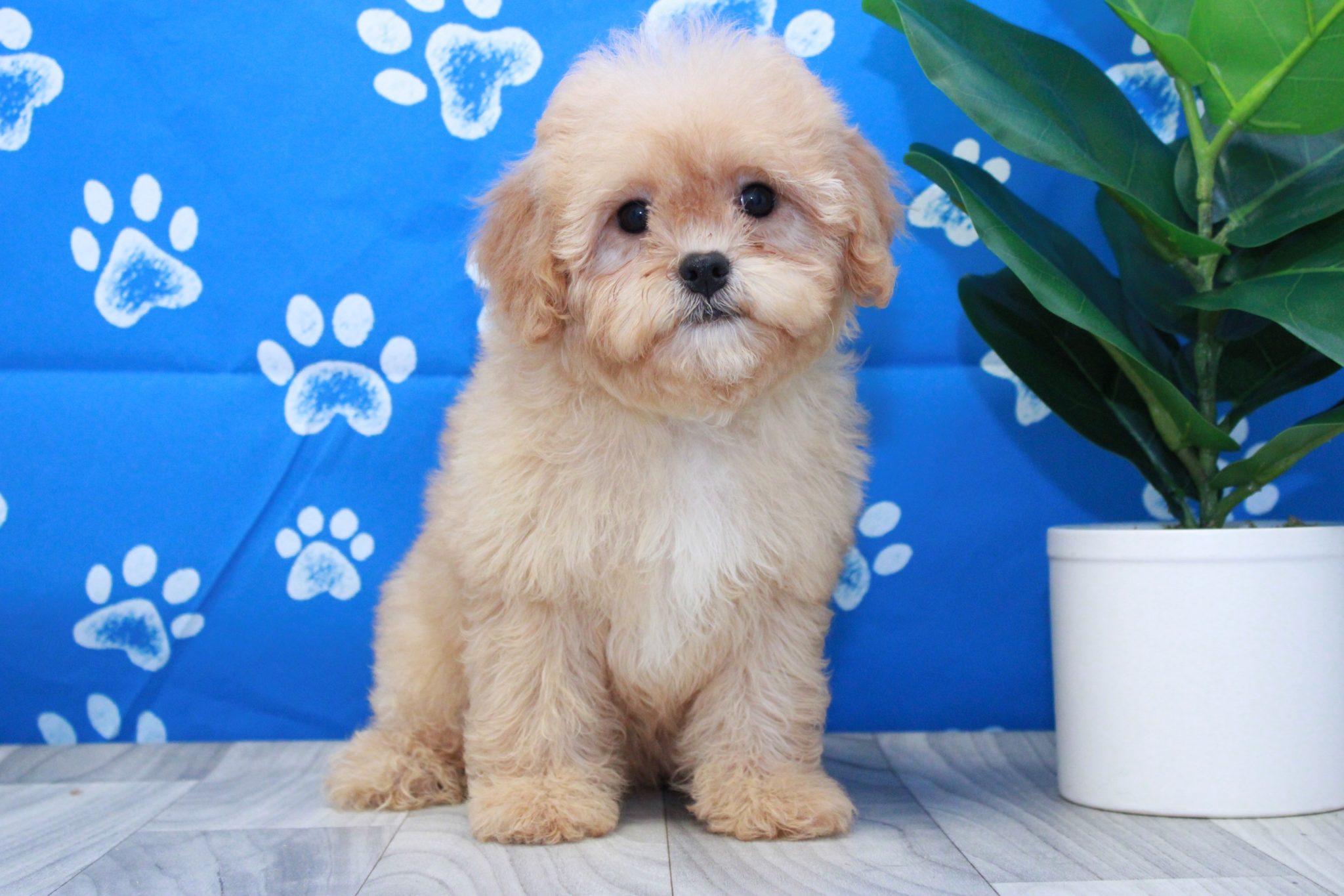 Sunny- Gentle Female Cavapoo Puppy - Puppies Online