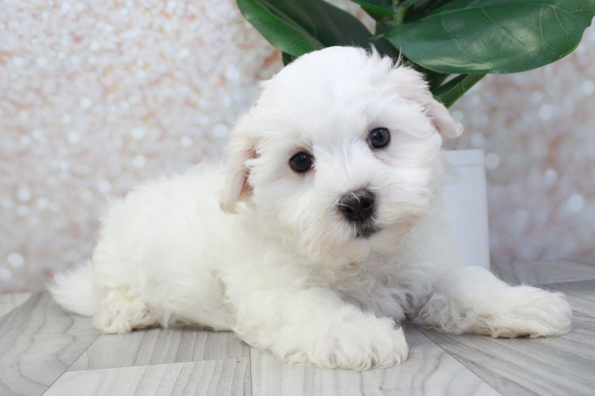 Tater - Loyal Little ACA Male Maltese Puppy - Puppies Online
