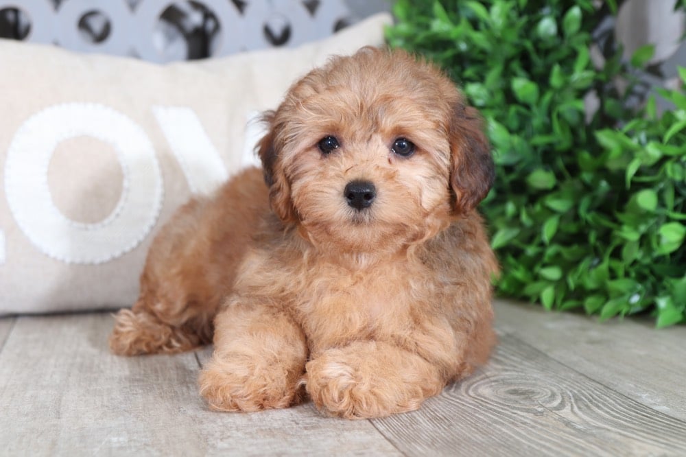 Theo - Handsome Yorkie Poo - Puppies Online