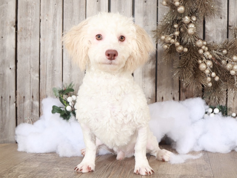 Thumper - Handsome Male RESCUE HavaPoo - Puppies Online