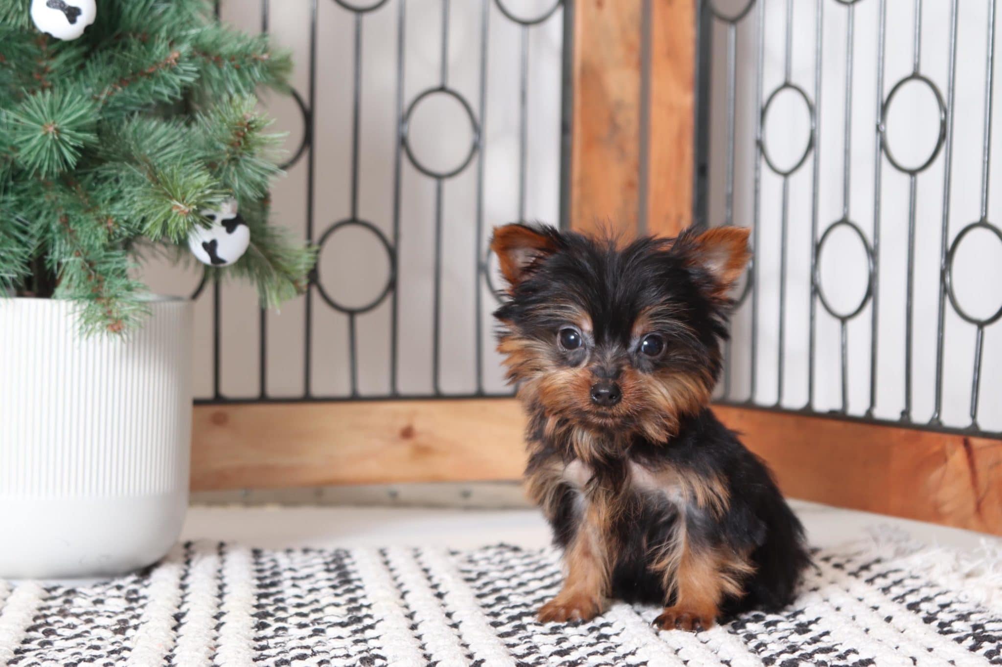 Todo - Awesome Male Teacup Yorkie Puppy - Puppies Online