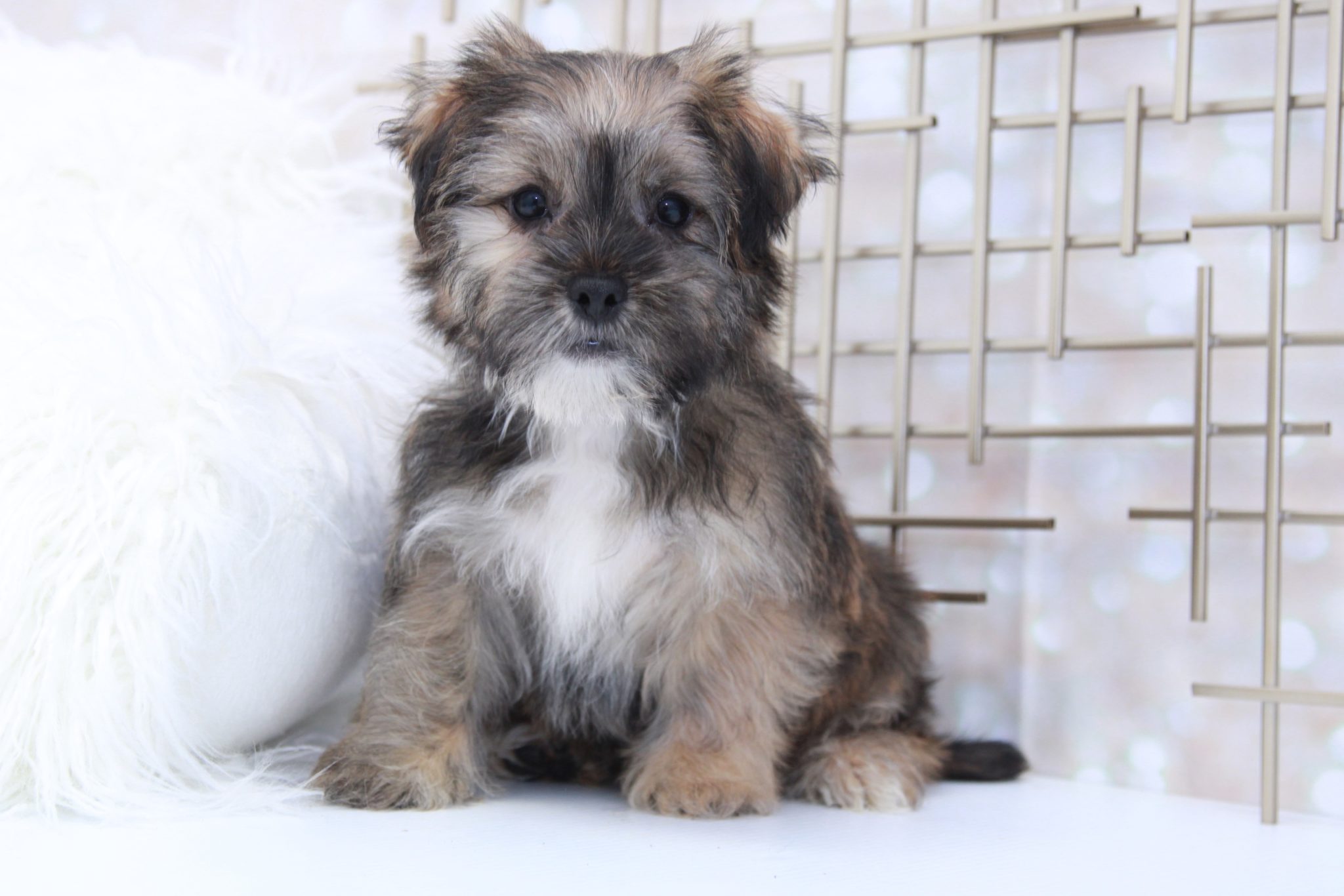 Toshi- Fun Male Shorkie Puppy - Puppies Online